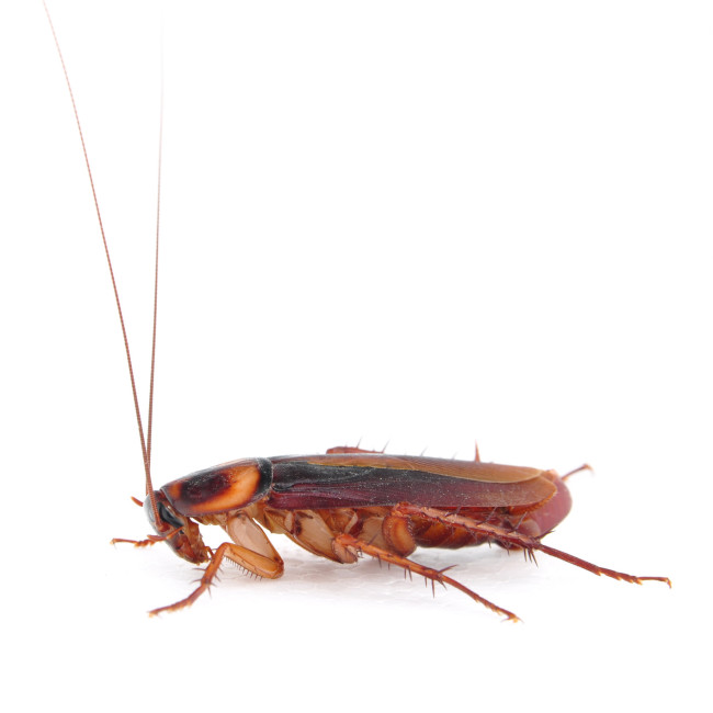 Cockroaches - NJ Exterminator | All Seasons Pest Control - New Jersey