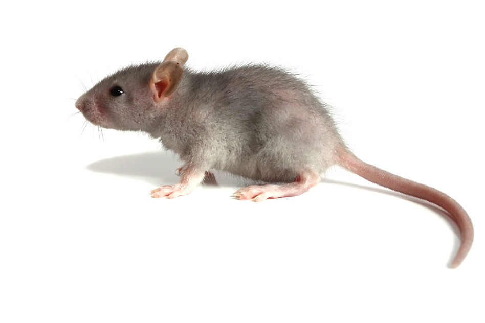 Mice - NJ Exterminator | All Seasons Pest Control - North New Jersey